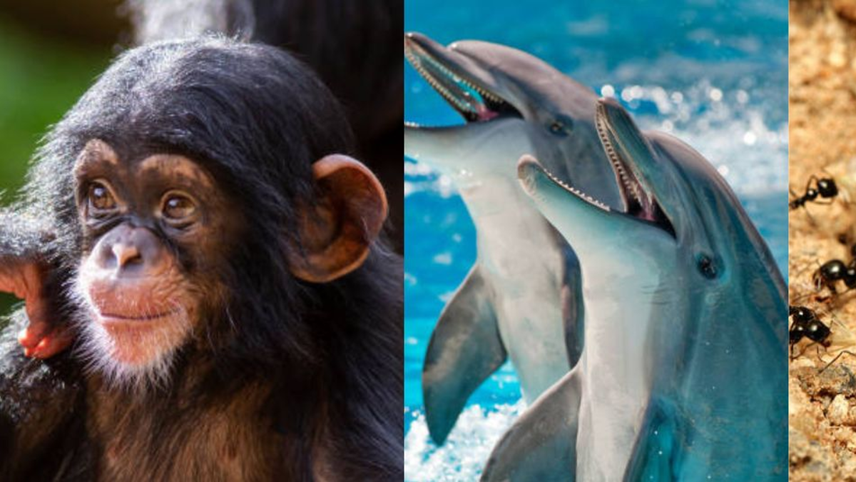 ¿Cuáles son los animales más inteligentes del mundo?