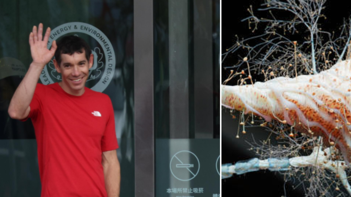 ¿No sentía miedo? Estudiaron el cerebro de Alex Honnold tras escalar el Taipéi 101 y detectaron ...