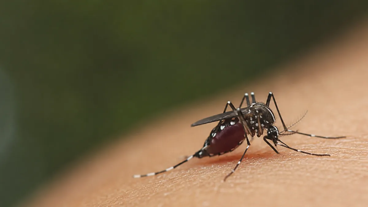 ¿Erradicar a los mosquitos? El debate científico frente al animal más ...