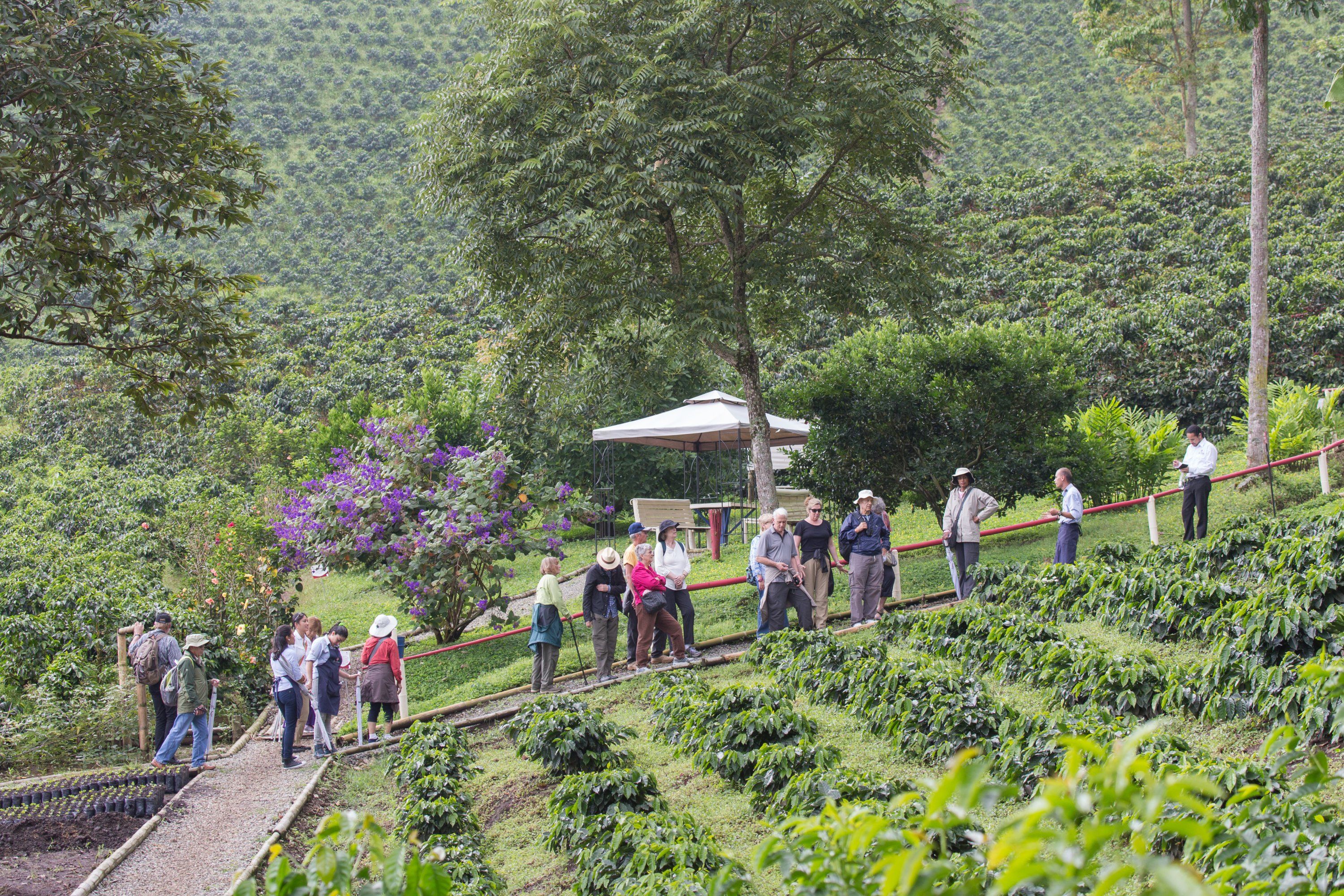 Nutresa tiene planes para exportar café Matiz: esto es lo que se sabe