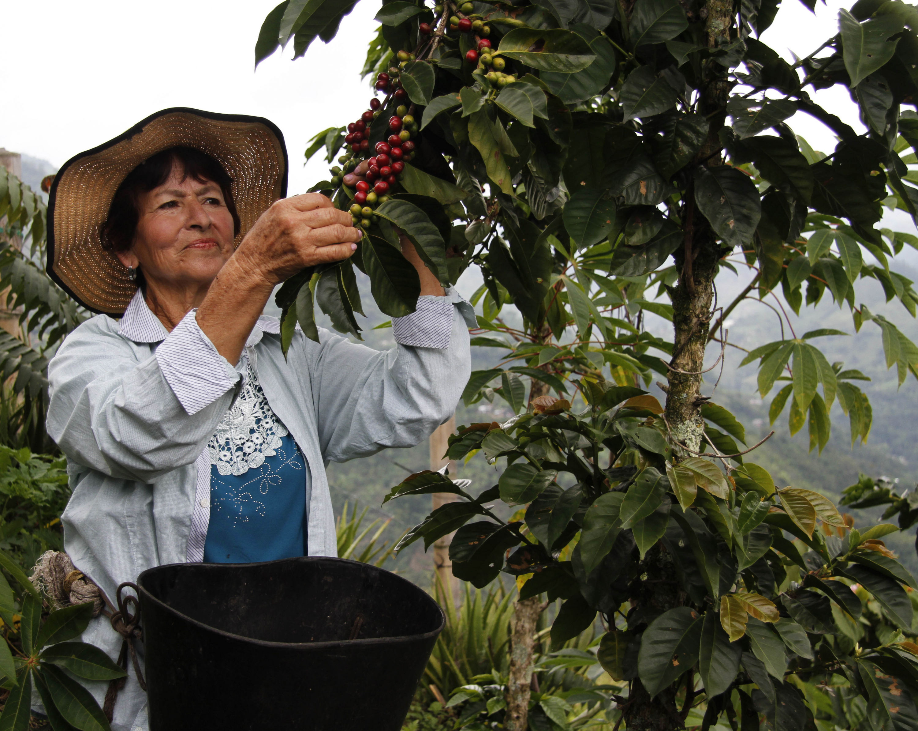 Nutresa tiene planes para exportar café Matiz: esto es lo que se sabe