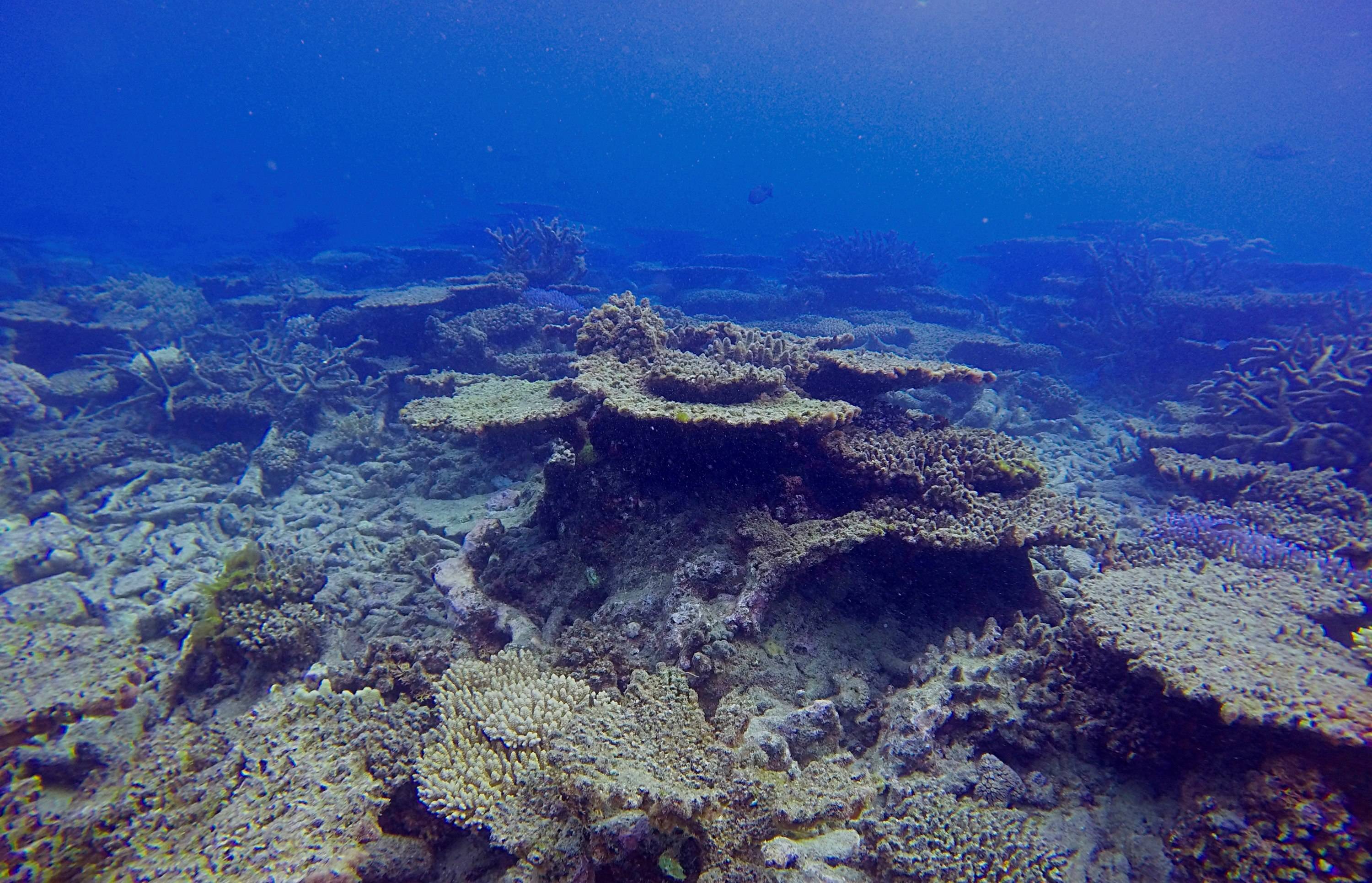 Científicos descubren a 'Chewbacca', una nueva especie de coral que ...