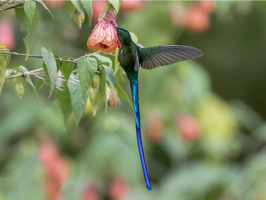 Crónica gráfica: Descubra los bellísimos colibríes de Bogotá