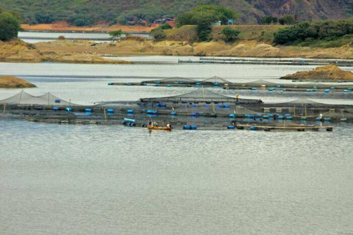Huila: denuncian mortandad de peces en la represa de Betania