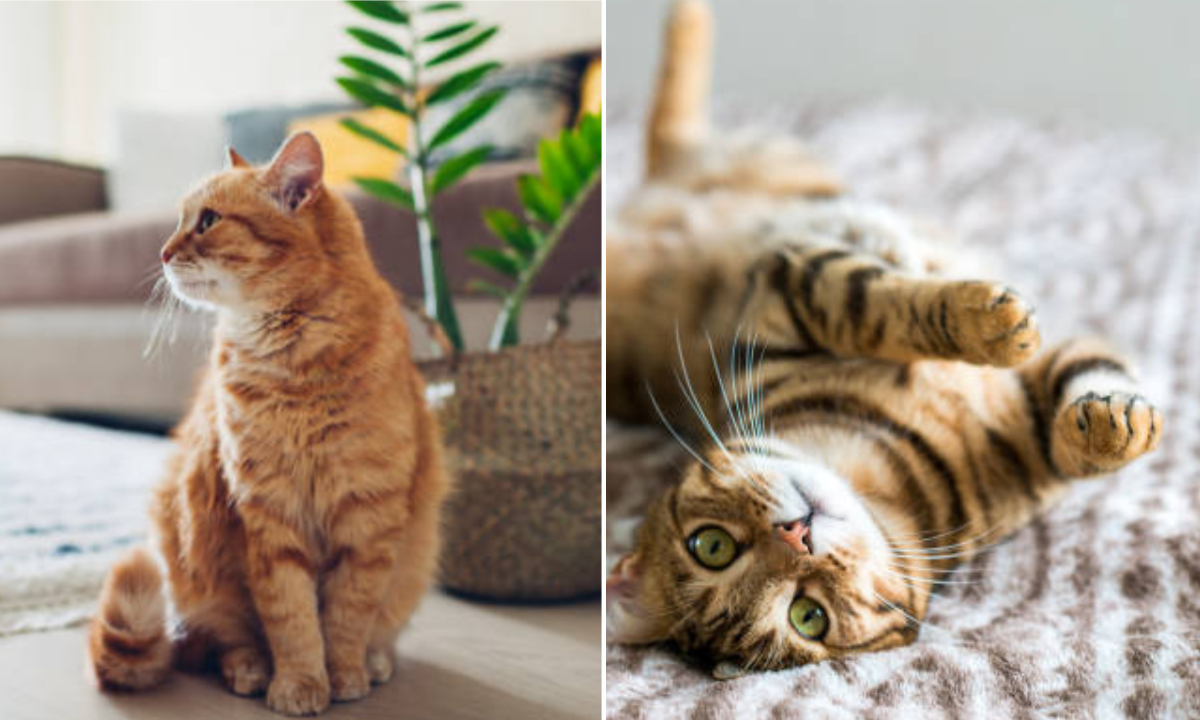¿El color del pelaje de los gatos influye en su comportamiento? Esto ...