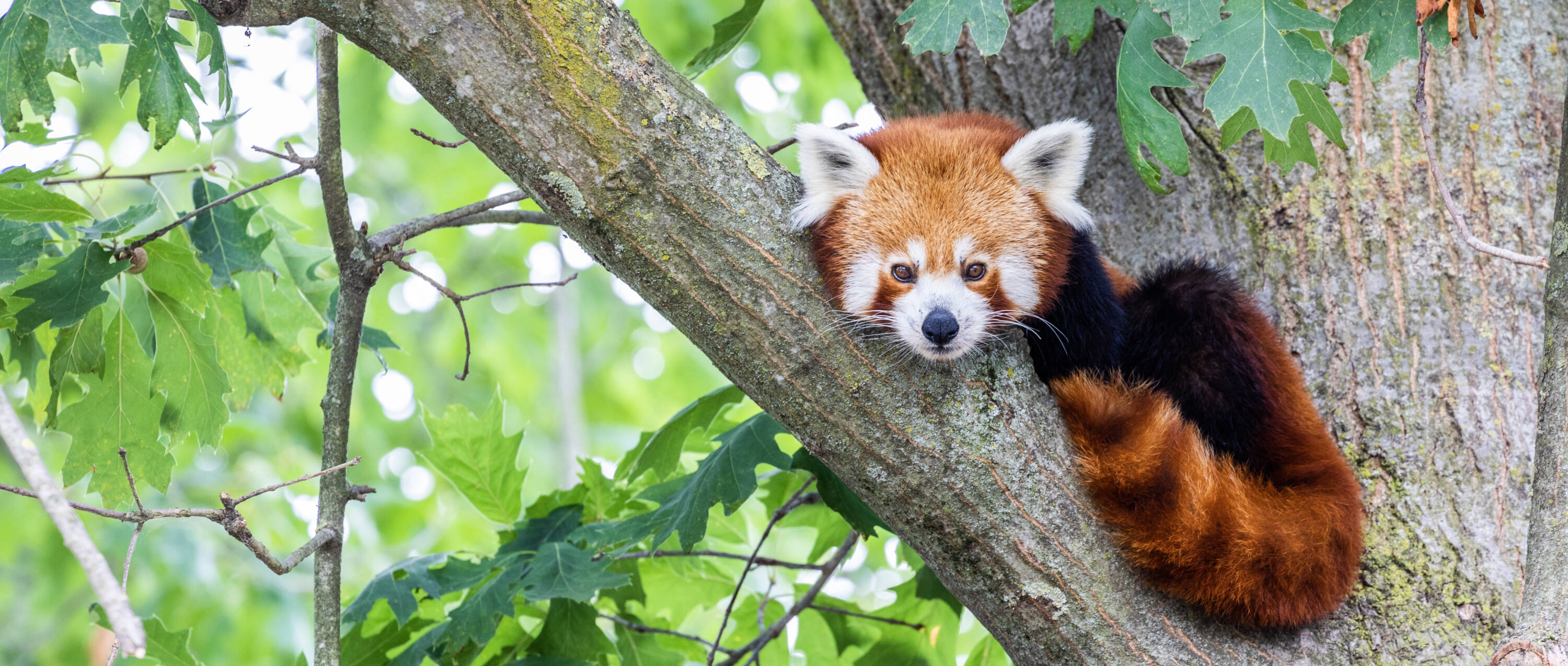 Nace un panda rojo en peligro de extinción en Estados Unidos y su ...