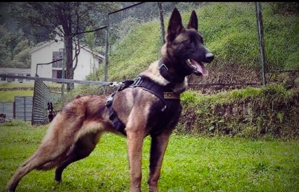 Guía de perro Wilson contó cómo se perdió: Es difícil abandonar un ...