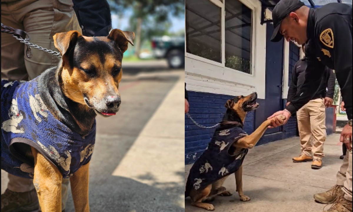 Final feliz: Ejército 'recluta' a perrito callejero que se sumó a ...