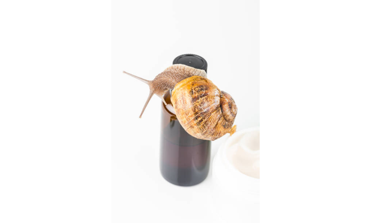 Científicos analizan la baba de caracol y revelan componentes que ...