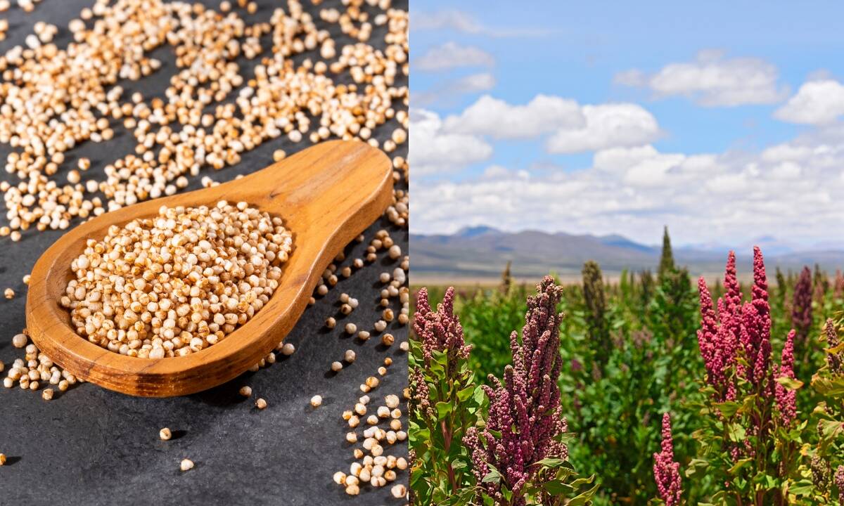 Conozca la semilla mexicana catalogada como 'superalimento' por la ciencia