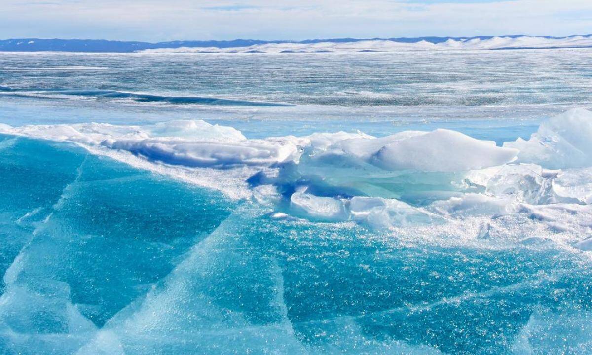 Animal microscópico volvió a la vida tras pasar 24.000 años bajo el ...