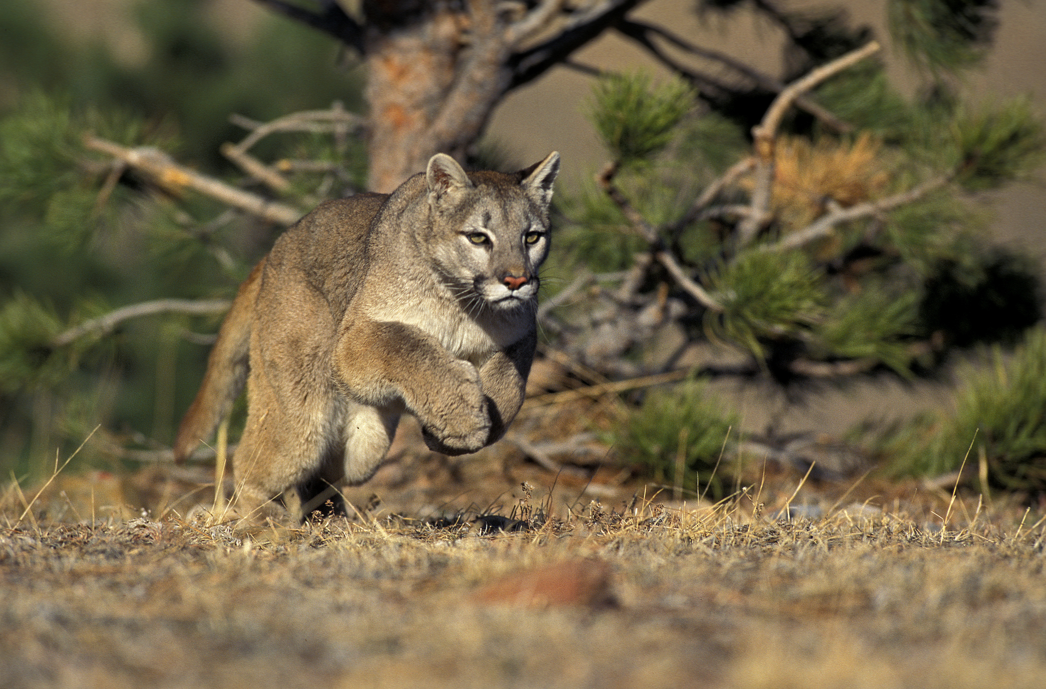 El ataque de un puma dejó a una mujer muerta en Estados Unidos: es el ...