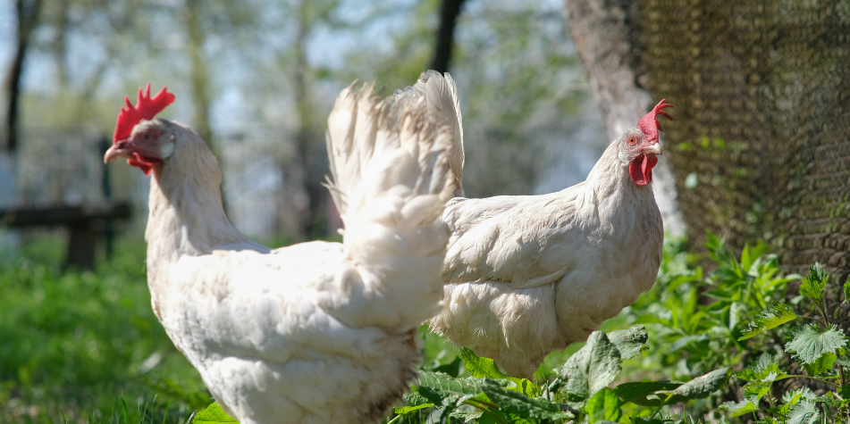 La historia detrás de Mike, la gallina que vivió 18 meses sin cabeza ...