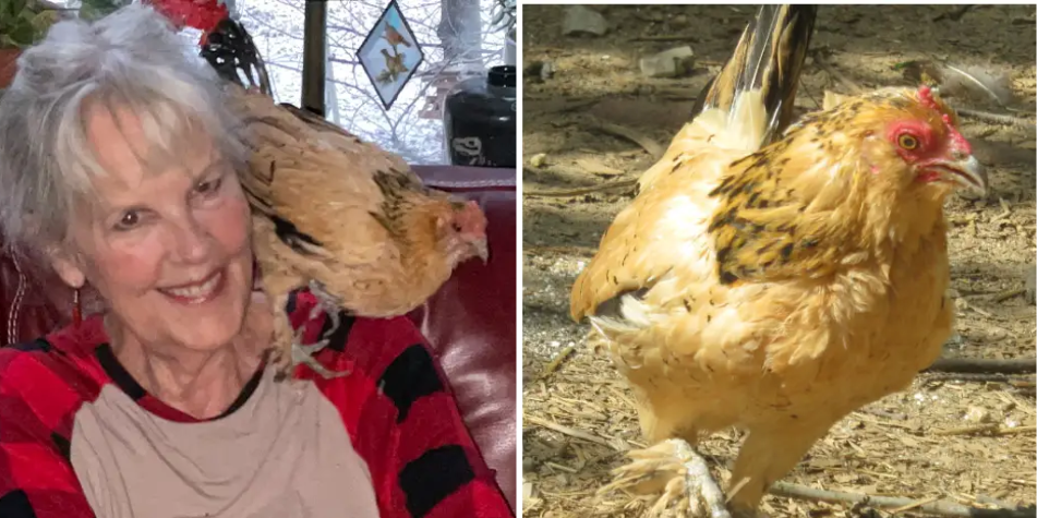 La historia detrás de Mike, la gallina que vivió 18 meses sin cabeza ...