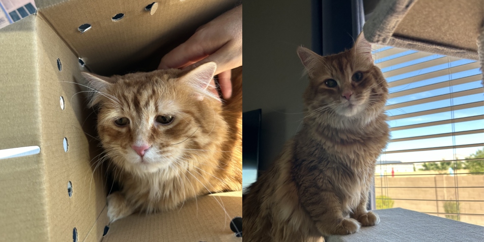 Hombre perdió a su mascota y decidió adoptar al gatito más triste del ...