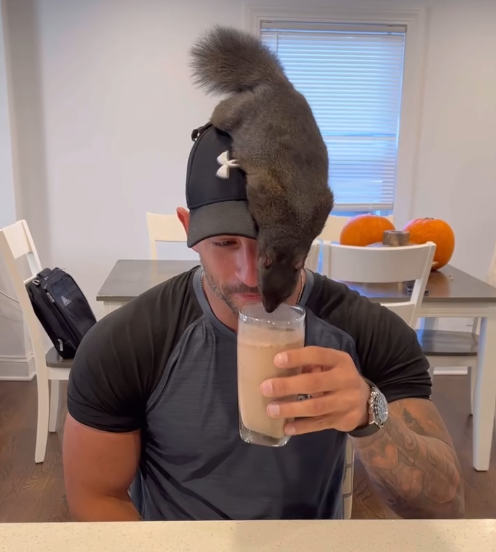 ¿Por qué sacrificaron a Peanut, la ardilla viral de Instagram? Autoridades de Nueva York se ...