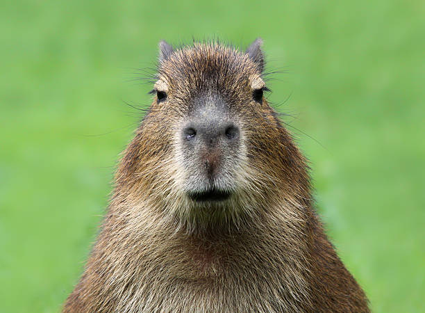 Chigüiro y capibara: un solo animal con distintos nombres