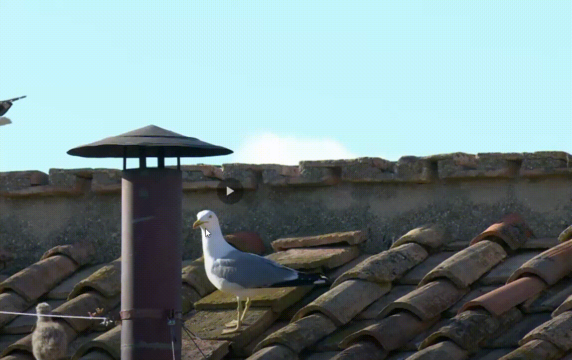 'Habemus papam': video del momento exacto en que salió humo blanco ...