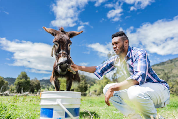 ¿Cómo se llama la cría del burro y la yegua? El híbrido que ha ...