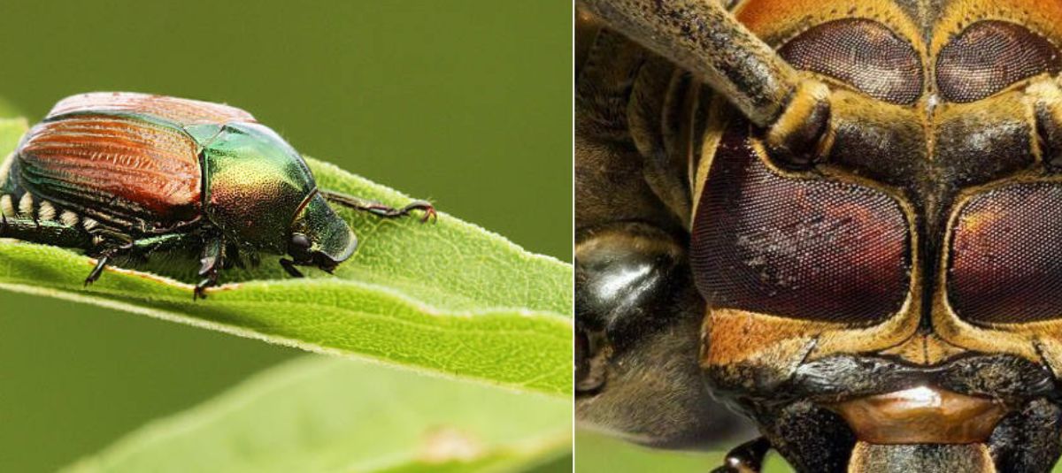 ¿Por qué en mayo salen muchos cucarrones voladores gigantes en Colombia ...