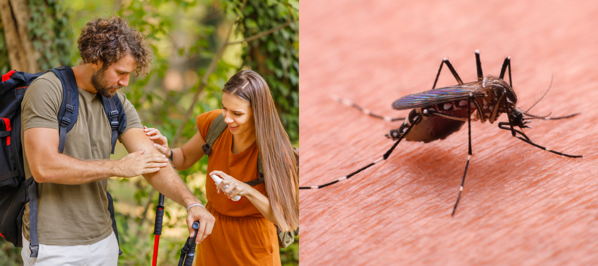 ¿Ha visto estos pequeños insectos plateados en su casa? ¡Ojo! Puede ser ...