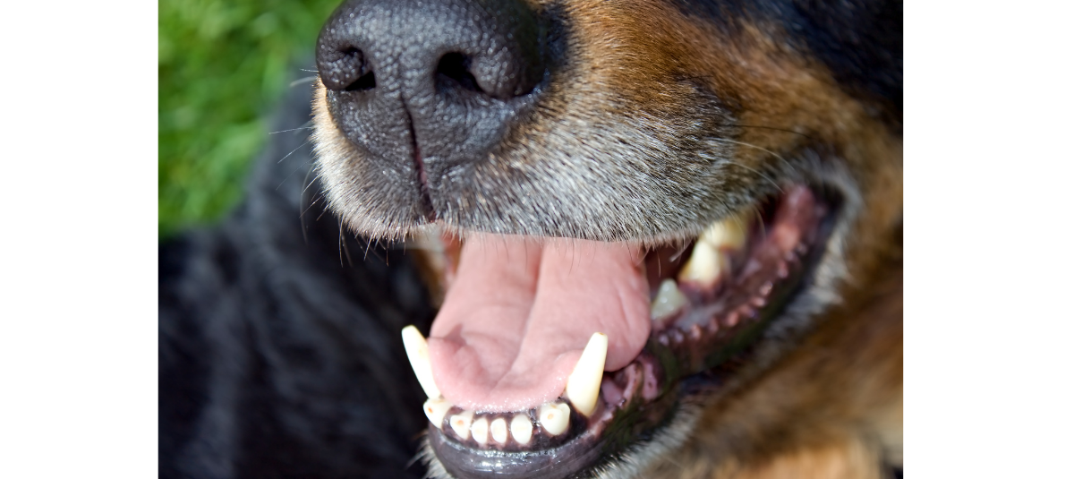 10 enfermedades que los perros pueden transmitir a humanos y quizá no ...