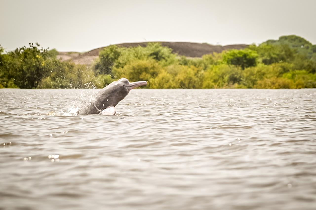 El delfín de agua dulce más grande del mundo vive en Colombia: ¿dónde ...