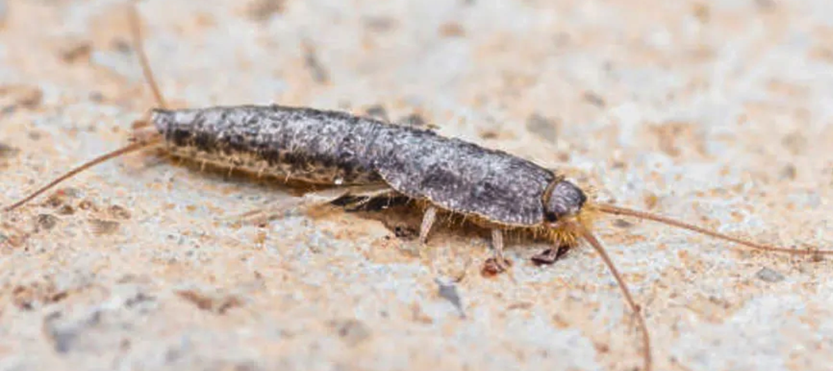 ¿Ha visto estos pequeños insectos plateados en su casa? ¡Ojo! Puede ser ...
