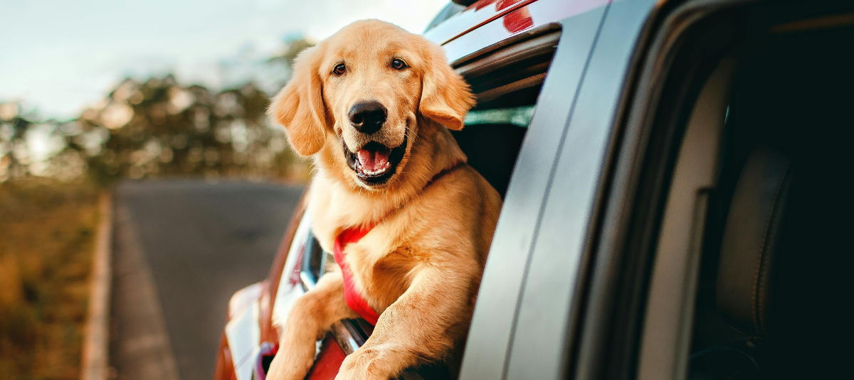 La píldora de la vida que alargaría la salud y bienestar de las mascotas