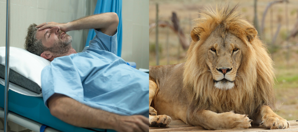 Video | El angustiante momento en que un león salta un muro y ataca a ...
