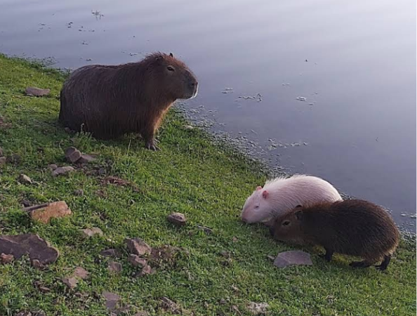 Vídeo de capibara albino es viral en redes: fue visto en una reserva ...