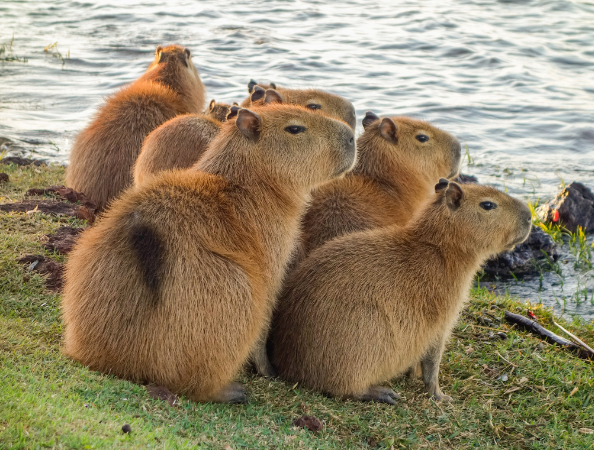 Chigüiro y capibara: un solo animal con distintos nombres