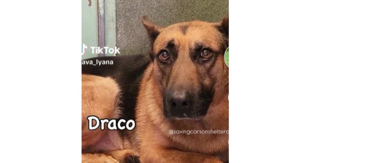 Dolor en una familia que tuvo que dejar a su perro en Estados Unidos ...