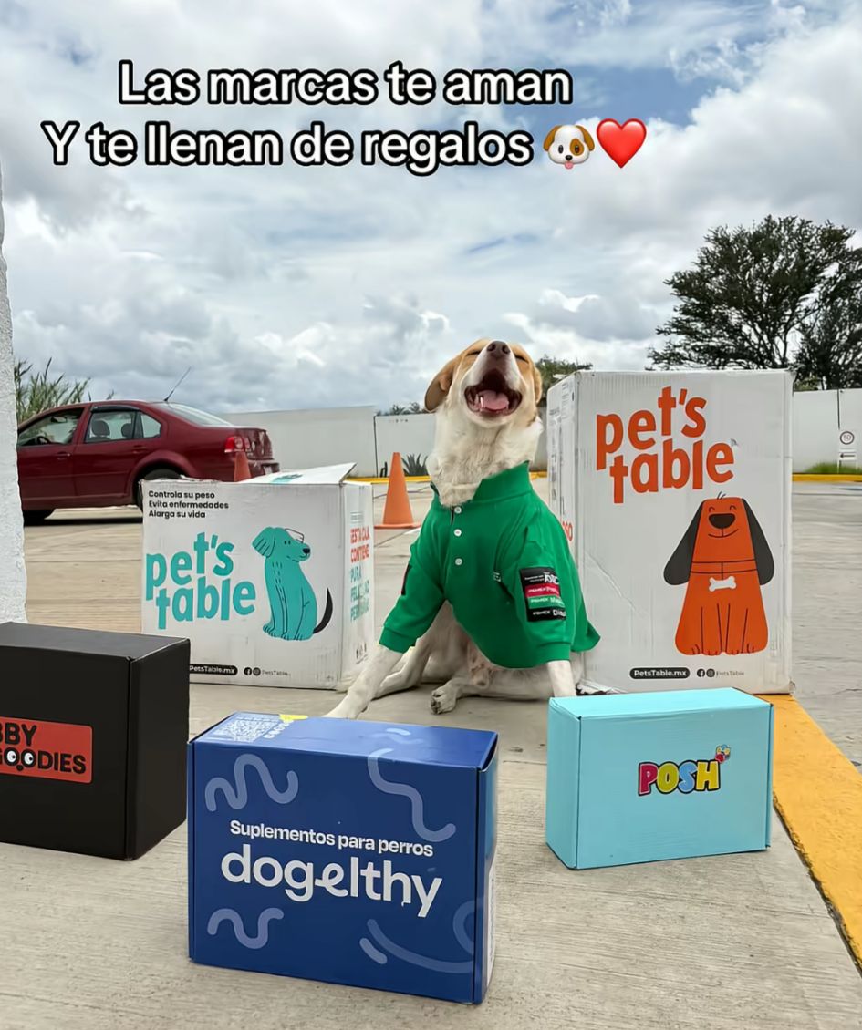 La historia de Mailo, el perrito que fue abandonado en una gasolinera y ...