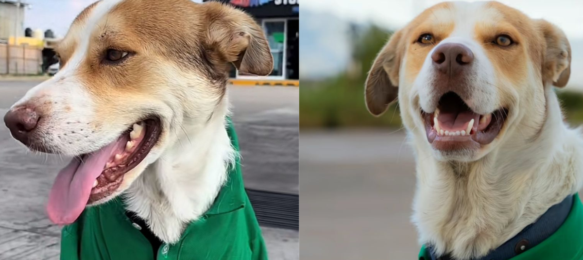 La historia de Mailo, el perrito que fue abandonado en una gasolinera y ...