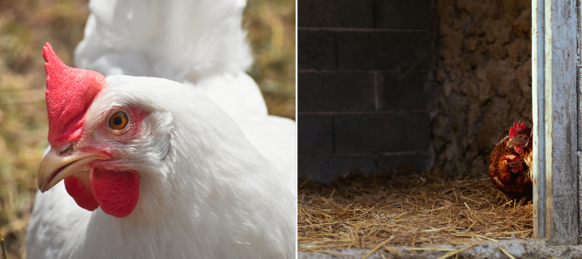 La historia detrás de Mike, la gallina que vivió 18 meses sin cabeza ...