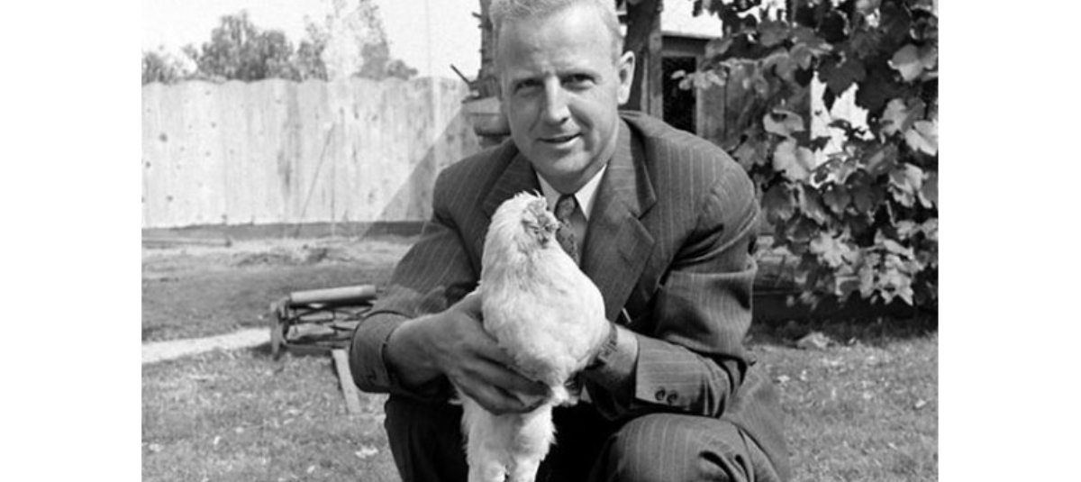 La historia detrás de Mike, la gallina que vivió 18 meses sin cabeza ...