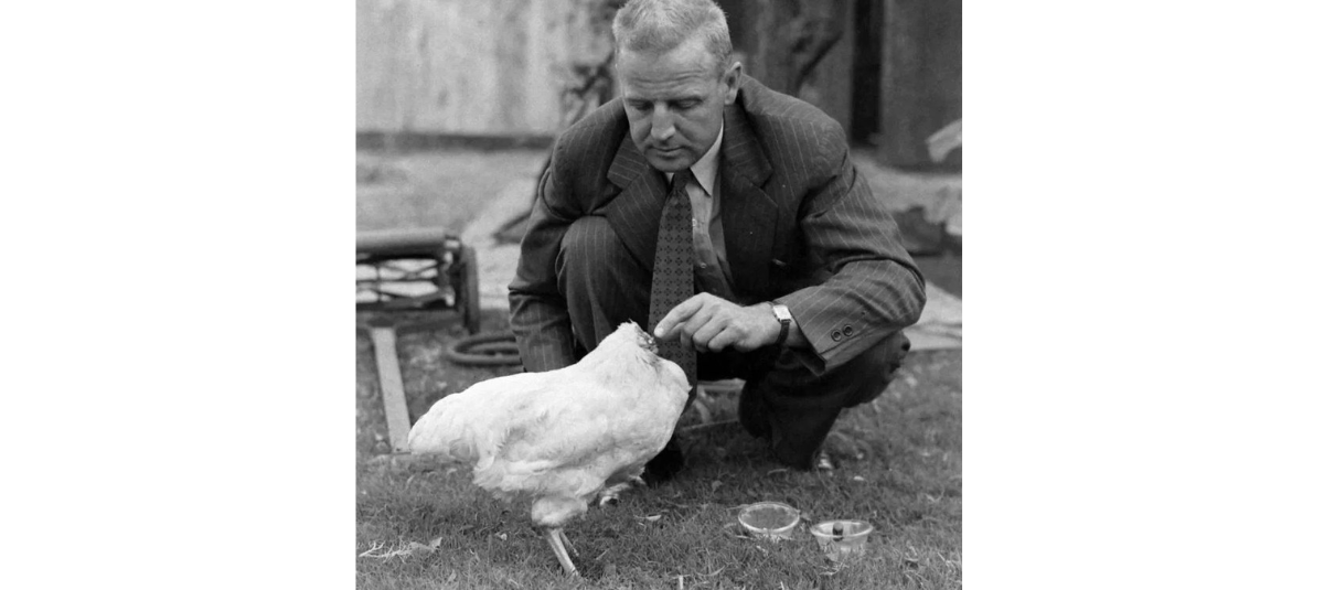 La historia detrás de Mike, la gallina que vivió 18 meses sin cabeza ...