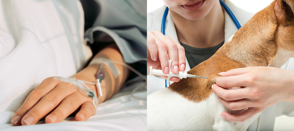 La rabia es una enfermedad que todavía puede matar humanos: ¿cuáles son ...