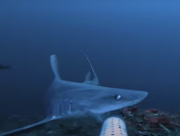 Buzo dejó caer su cámara en el océano y grabó a un tiburón de aspecto 'aterrador' que se camufla ...