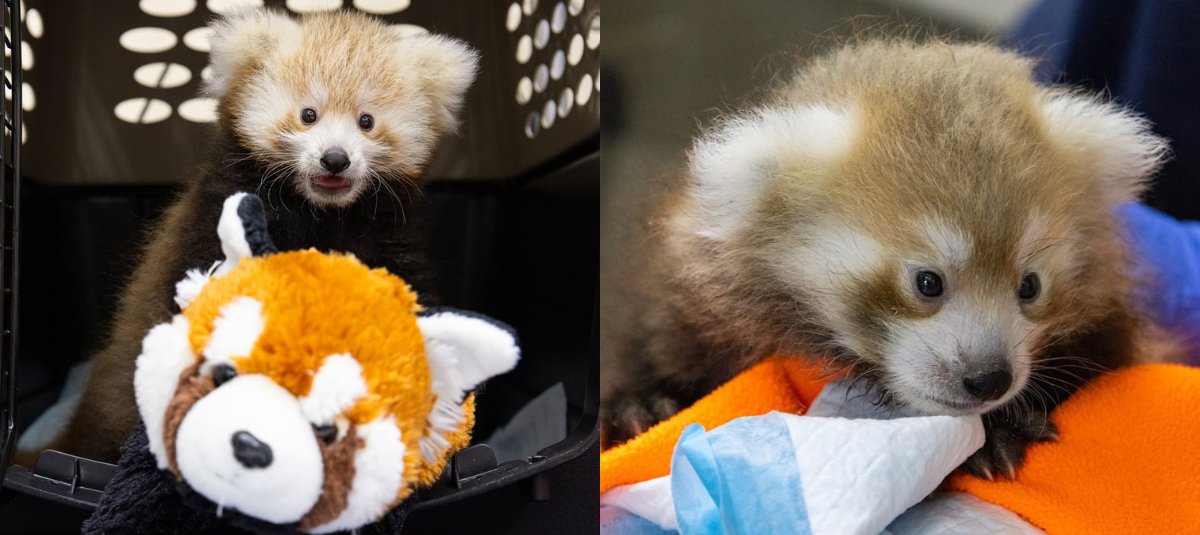 Nace un panda rojo en peligro de extinción en Estados Unidos y su ...