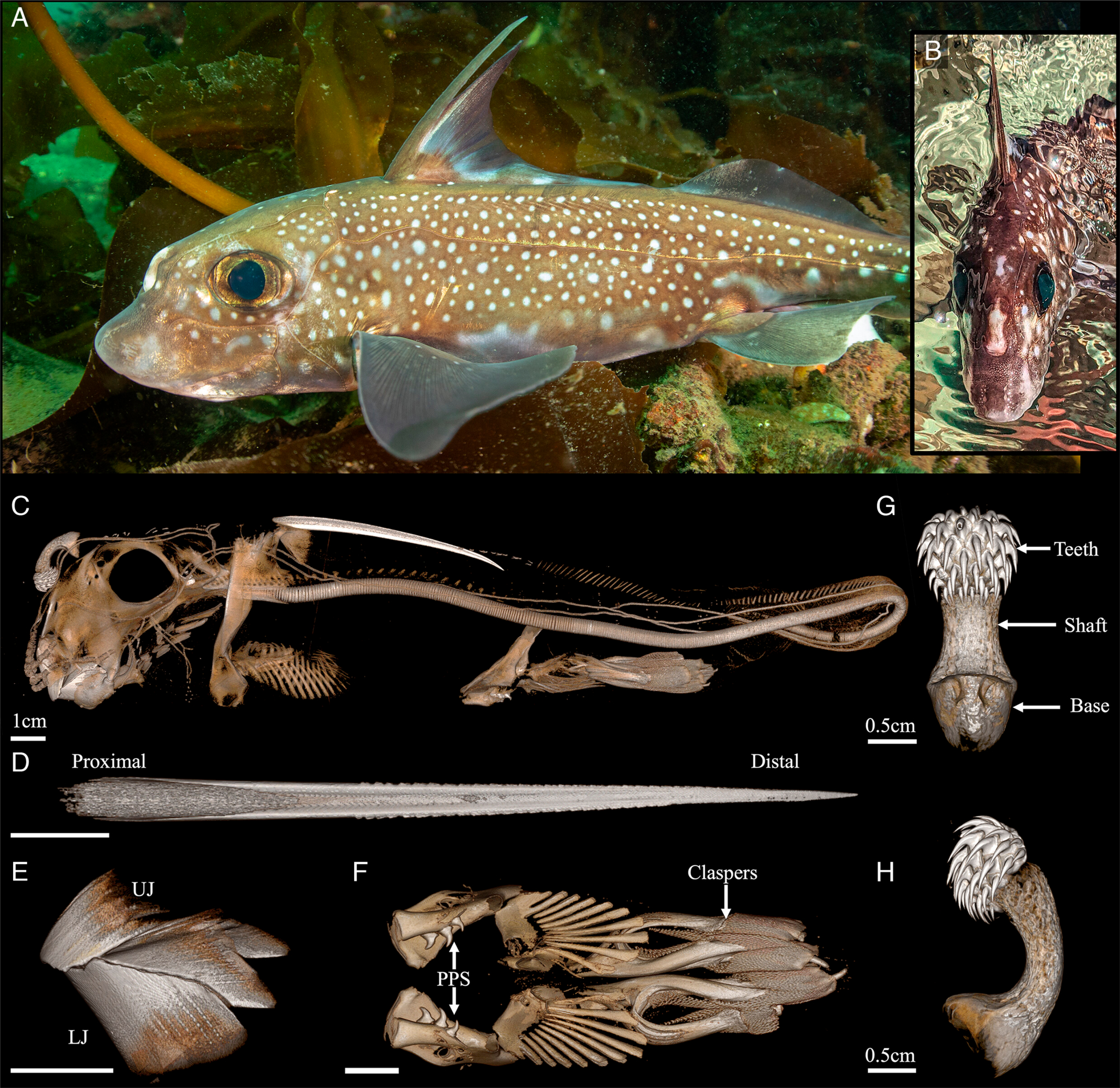 Descubren extraño “pez rata” con dientes en la cabeza: así es esta ...