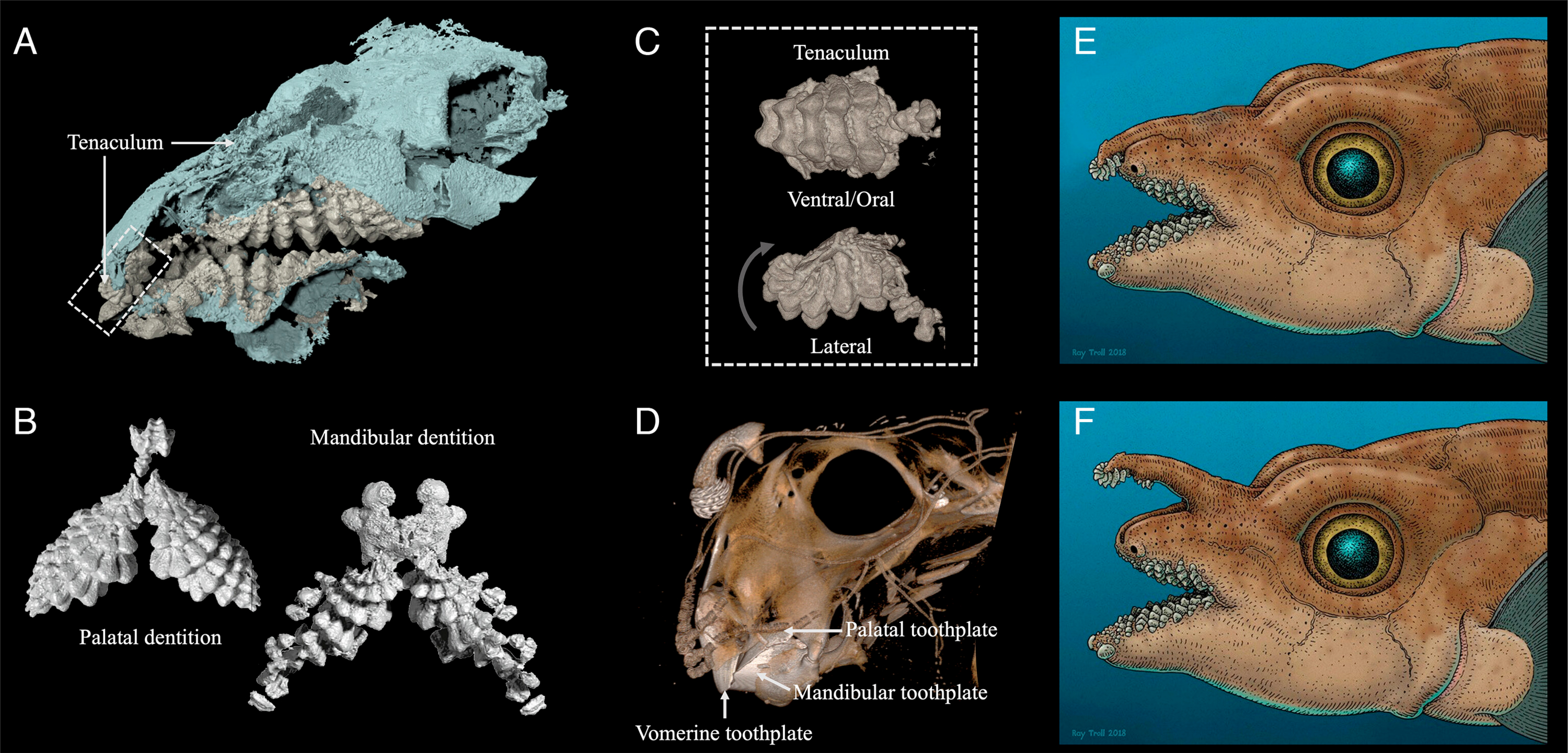 Descubren extraño “pez rata” con dientes en la cabeza: así es esta ...
