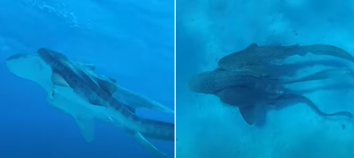 Tiburón megaboca, especie rara de ver, apareció en playa de Perú: hubo ...