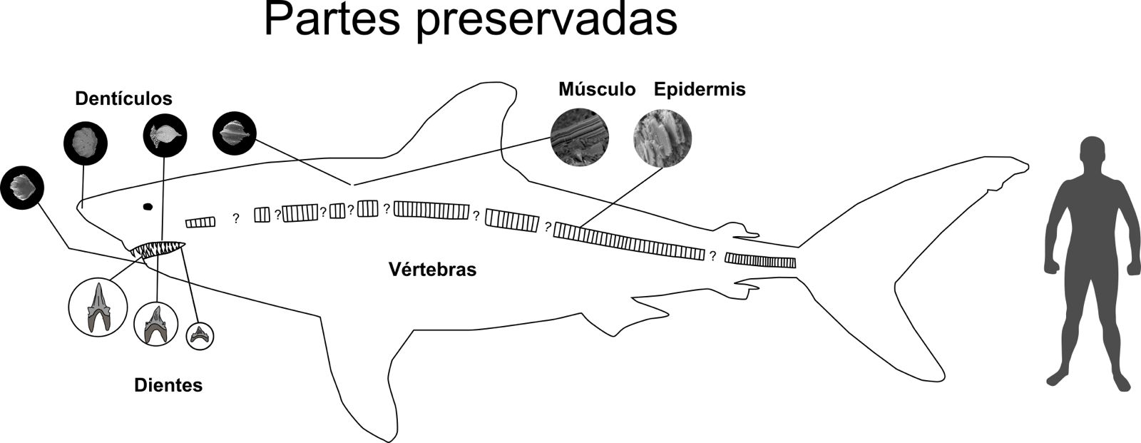 Hallan en Villa de Leyva el fósil de un tiburón lamniforme gigante, uno ...