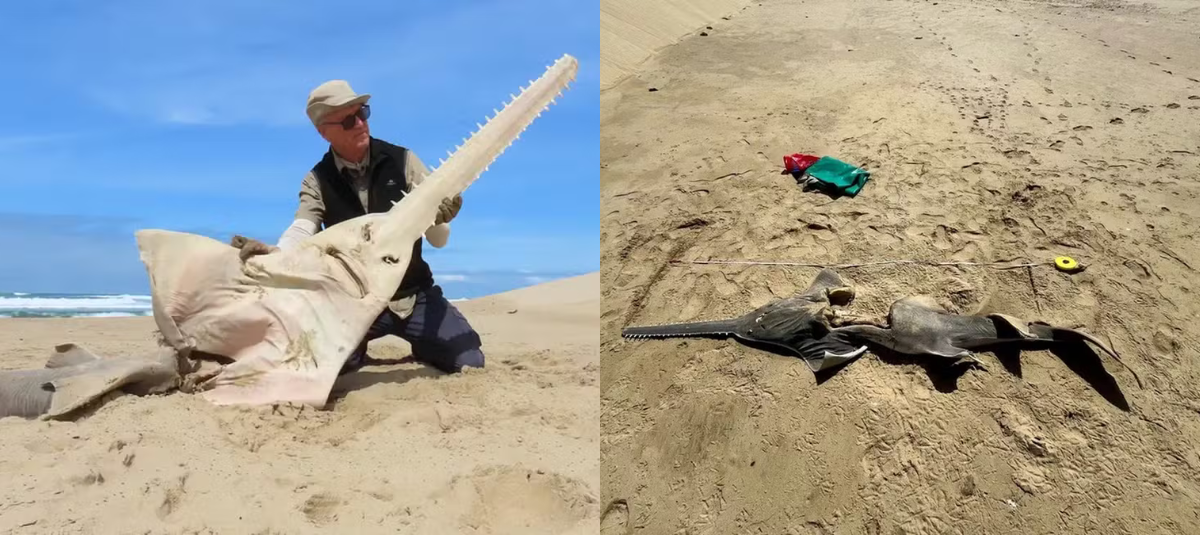 Hombre encuentra en playa africana un pez sierra, extinto desde hace 26 ...