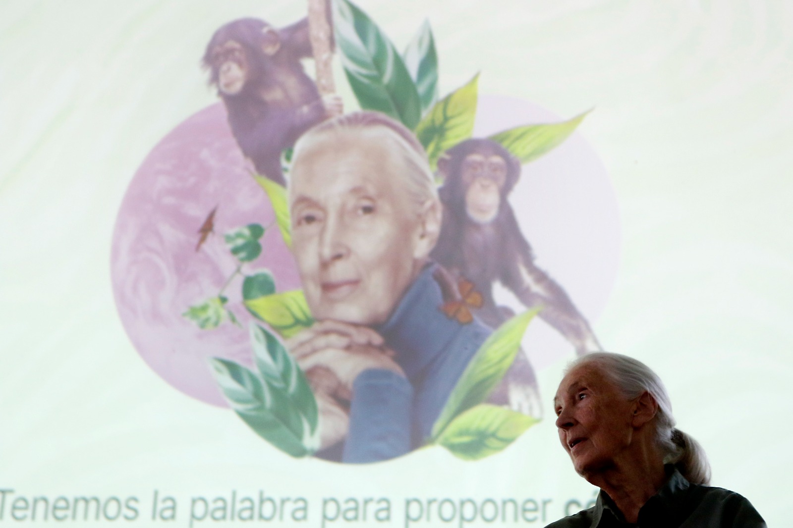 Jane Goodall, perfil de la científica que obligó a redefinir al hombre