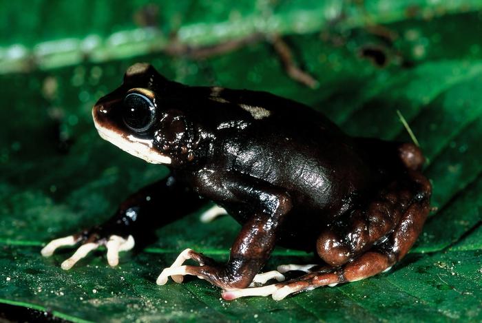 Tres nuevas especies de sapos africanos que dan a luz crías vivas ...