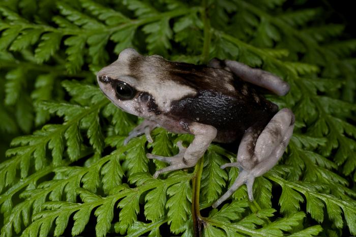 Tres nuevas especies de sapos africanos que dan a luz crías vivas ...