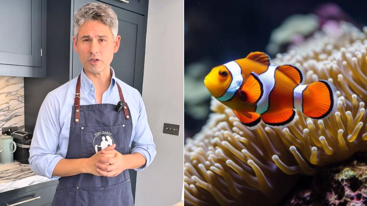 ‘Cocinando a Nemo’: chef prepara inusual receta de pez payaso y su ...